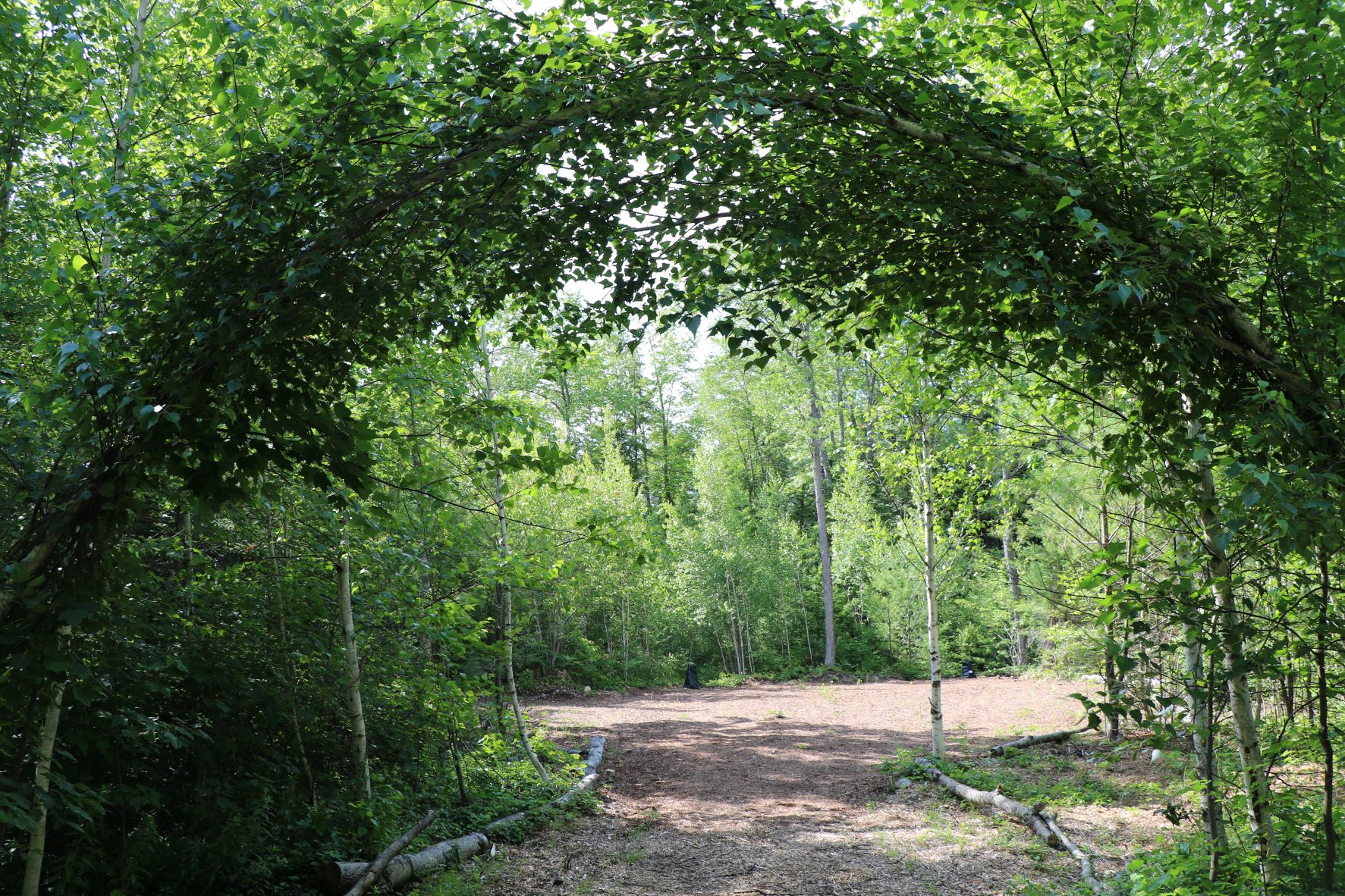 Environmentally Friendly Forest Burials | Life Forest