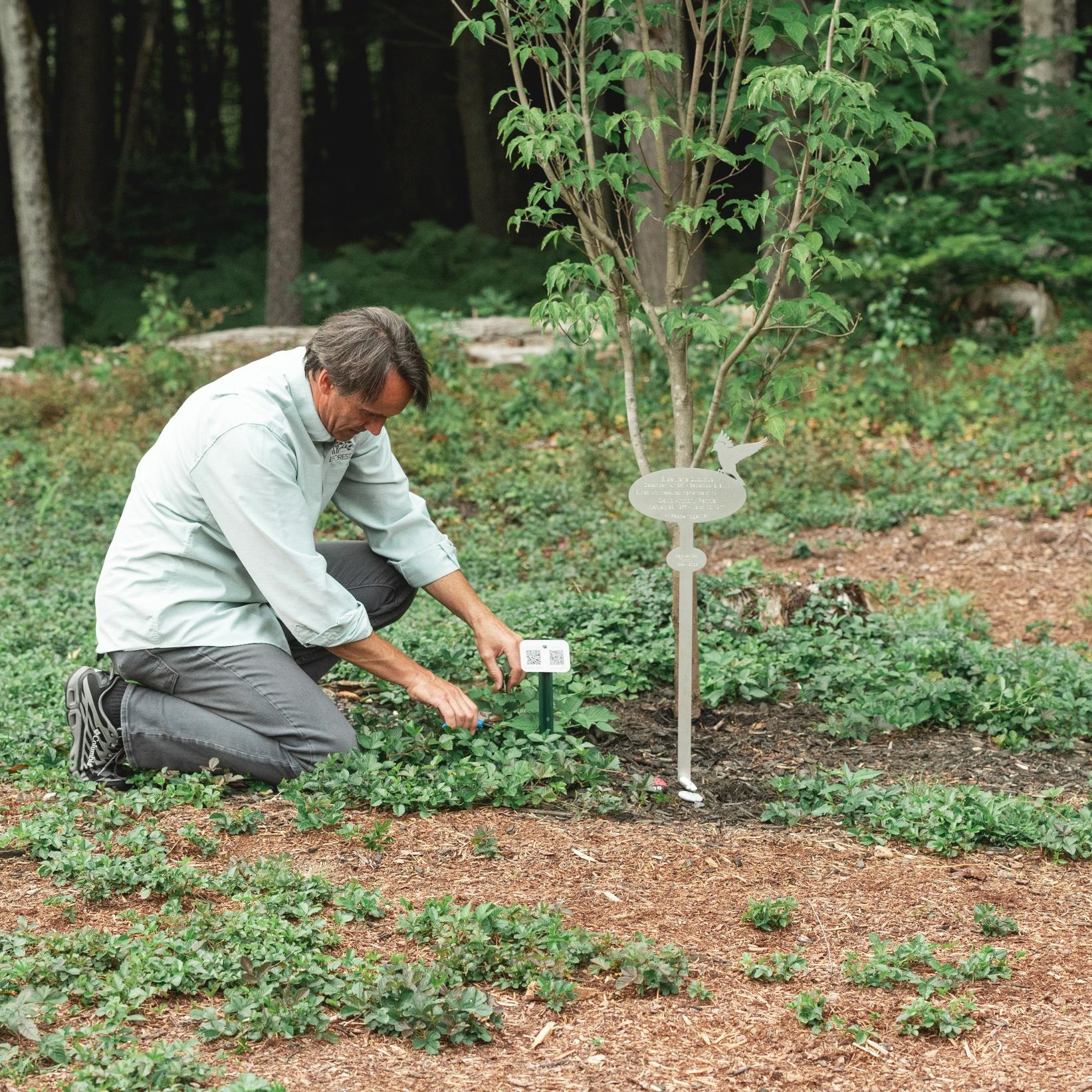 How a Forest Cemetery Works | Life Forest