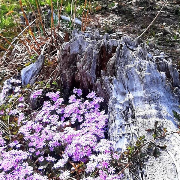 Memorial Forest Gallery | Life Forest