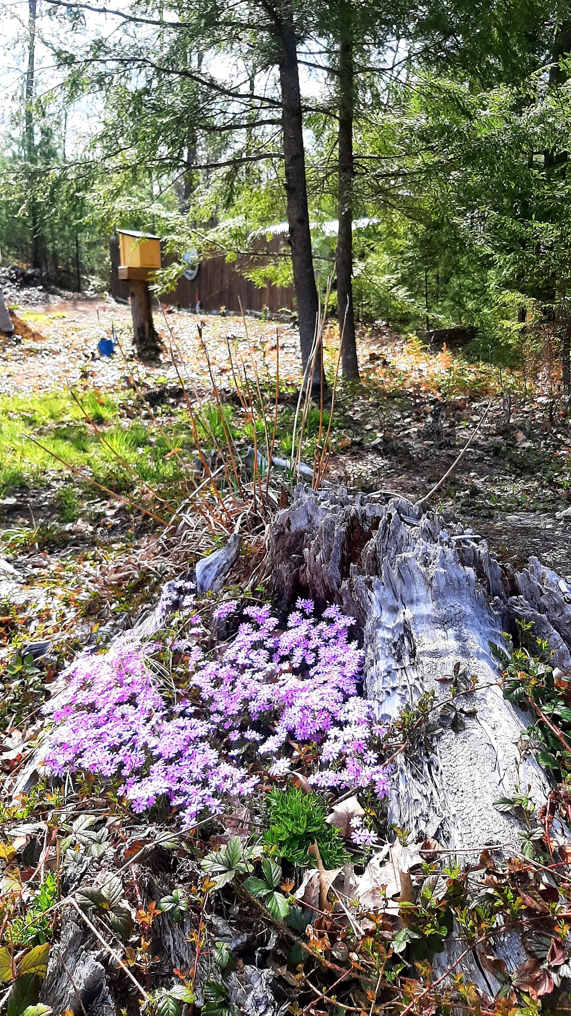 Memorial Forest Gallery | Life Forest