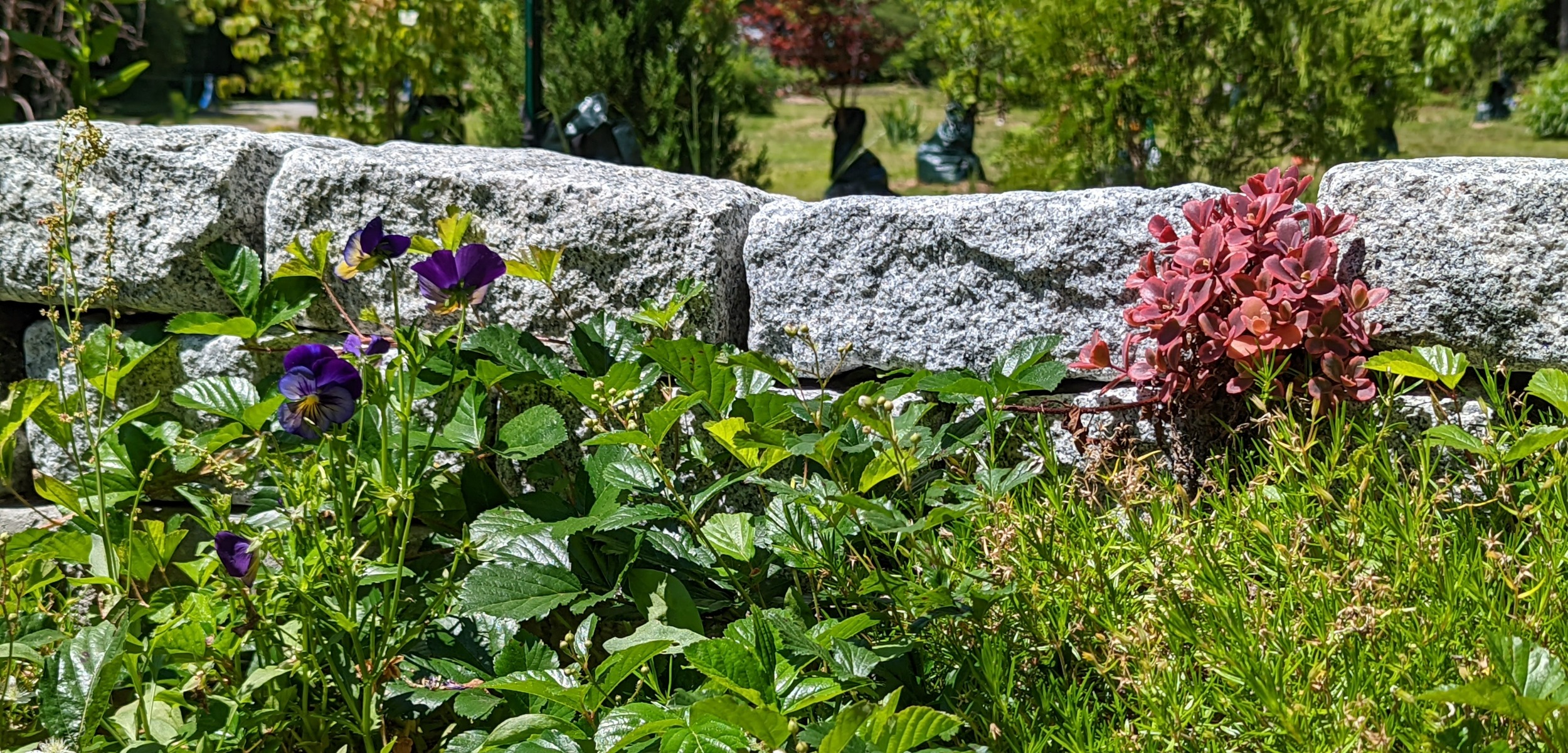 Memorial Tree Burial Plot Pricing | Life Forest